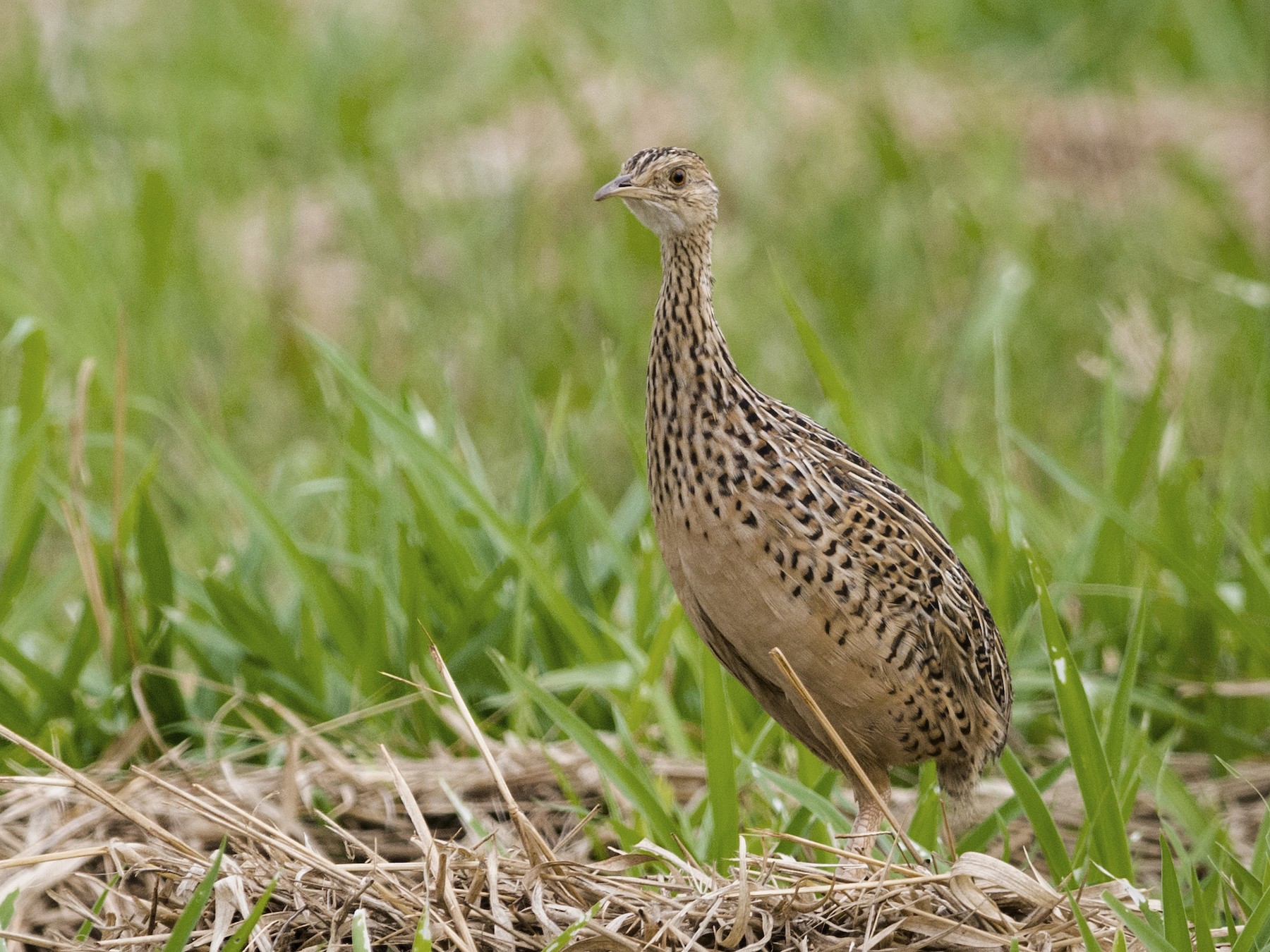 Spotted Nothura - eBird
