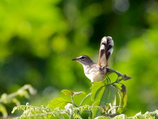 Brown-backed Scrub-Robin - eBird