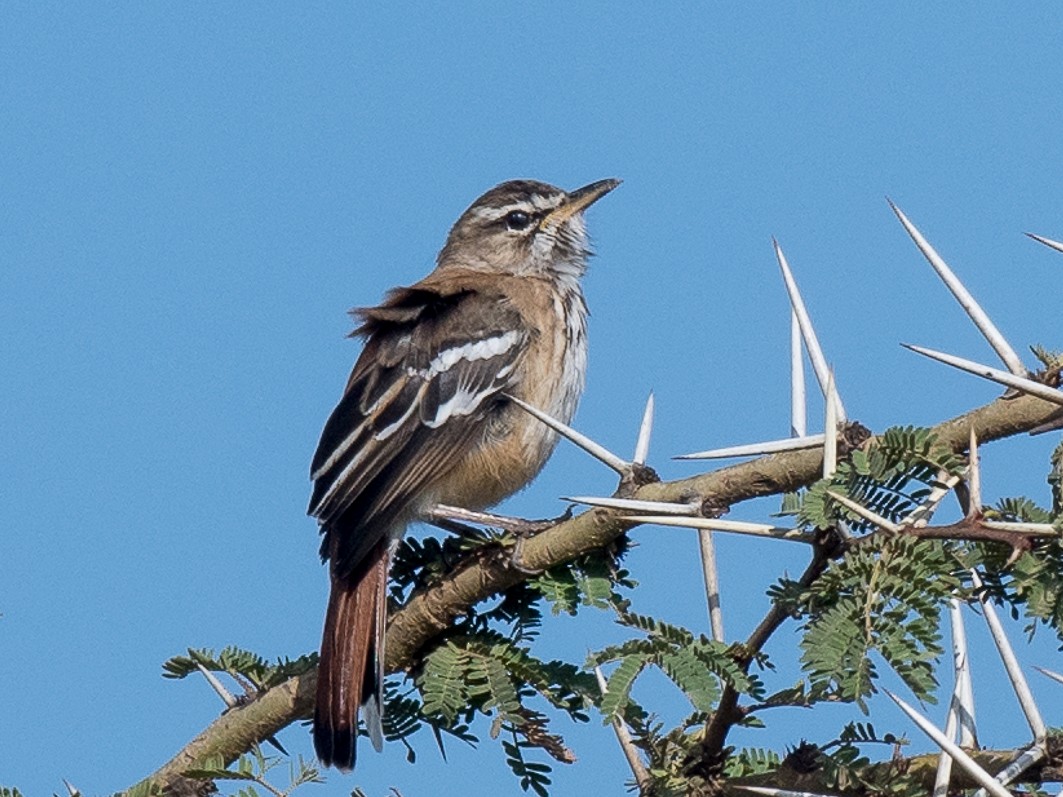 Brown-backed Scrub-Robin - eBird