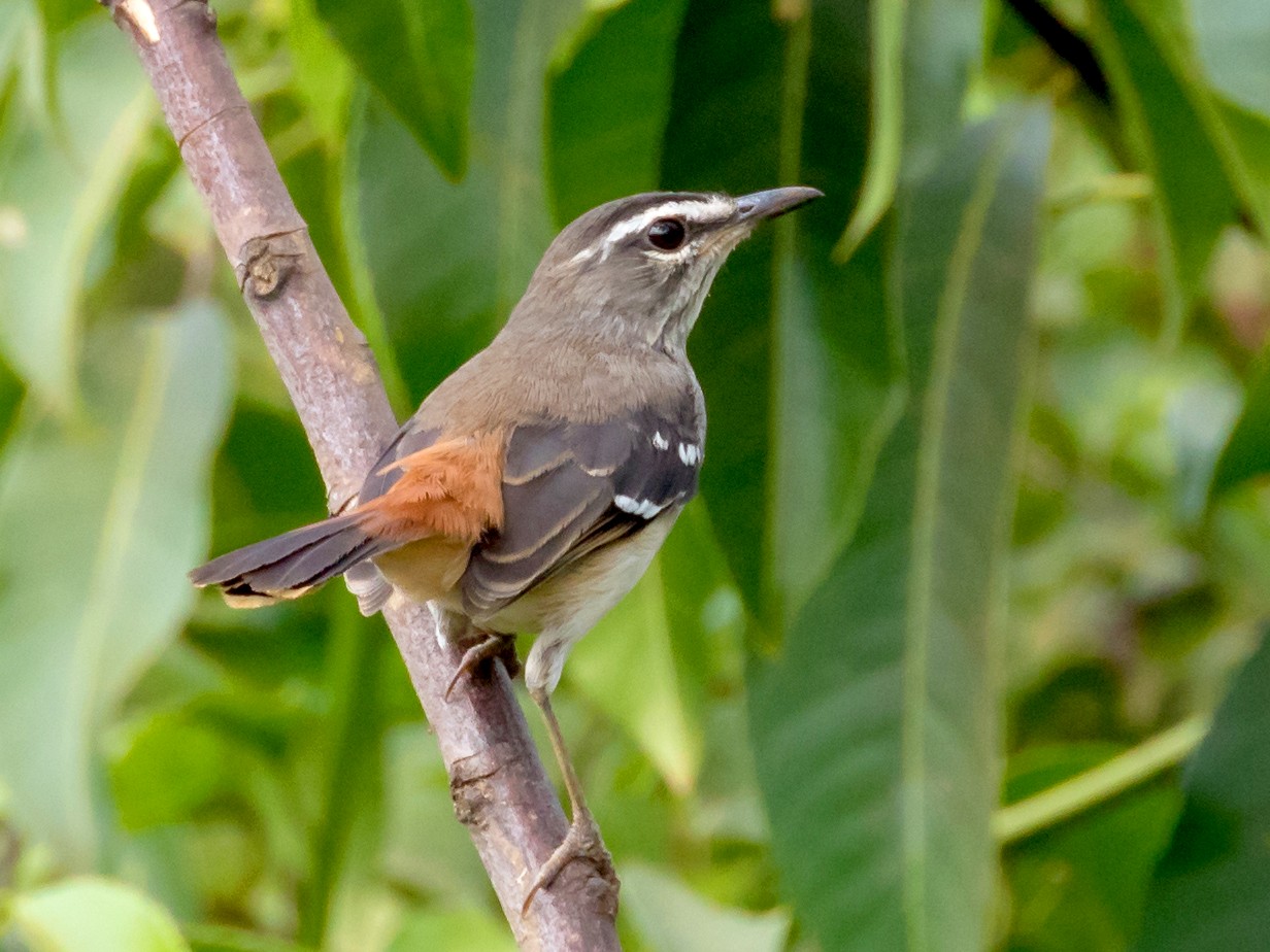 Brown-backed Scrub-Robin - eBird