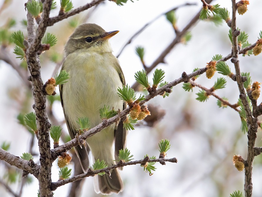 Japanese Leaf Warbler - eBird