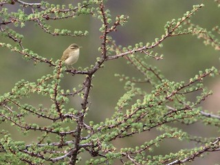 Japanese Leaf Warbler - eBird