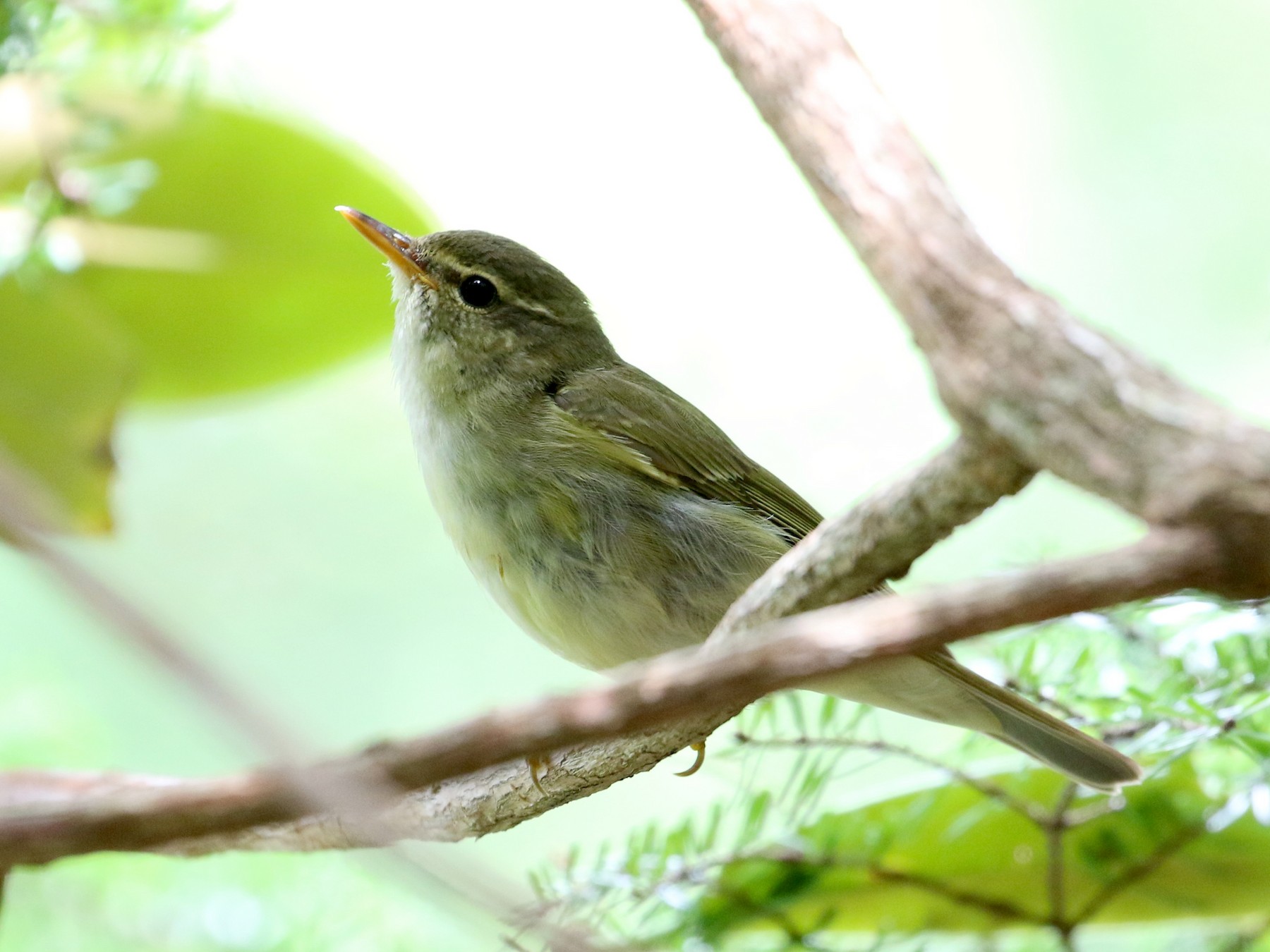 Japanese Leaf Warbler - eBird