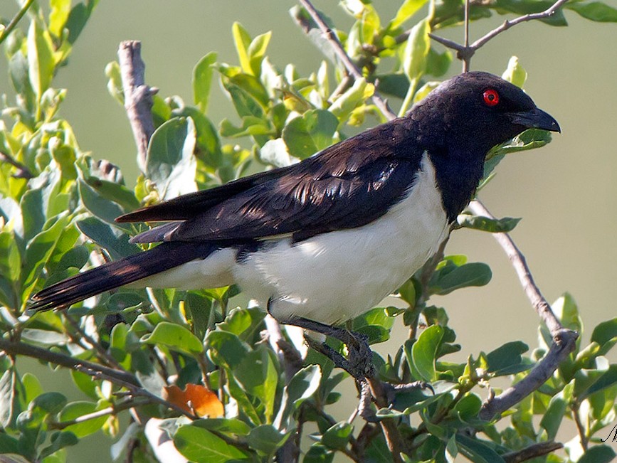 Magpie Starling - eBird