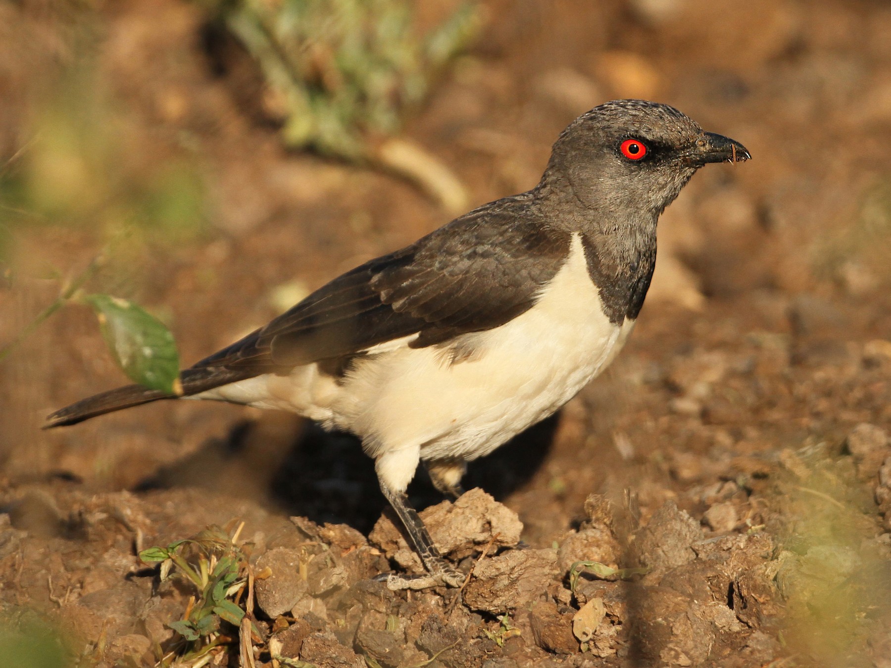 Magpie Starling - eBird