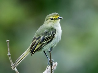 Peruvian Tyrannulet - eBird