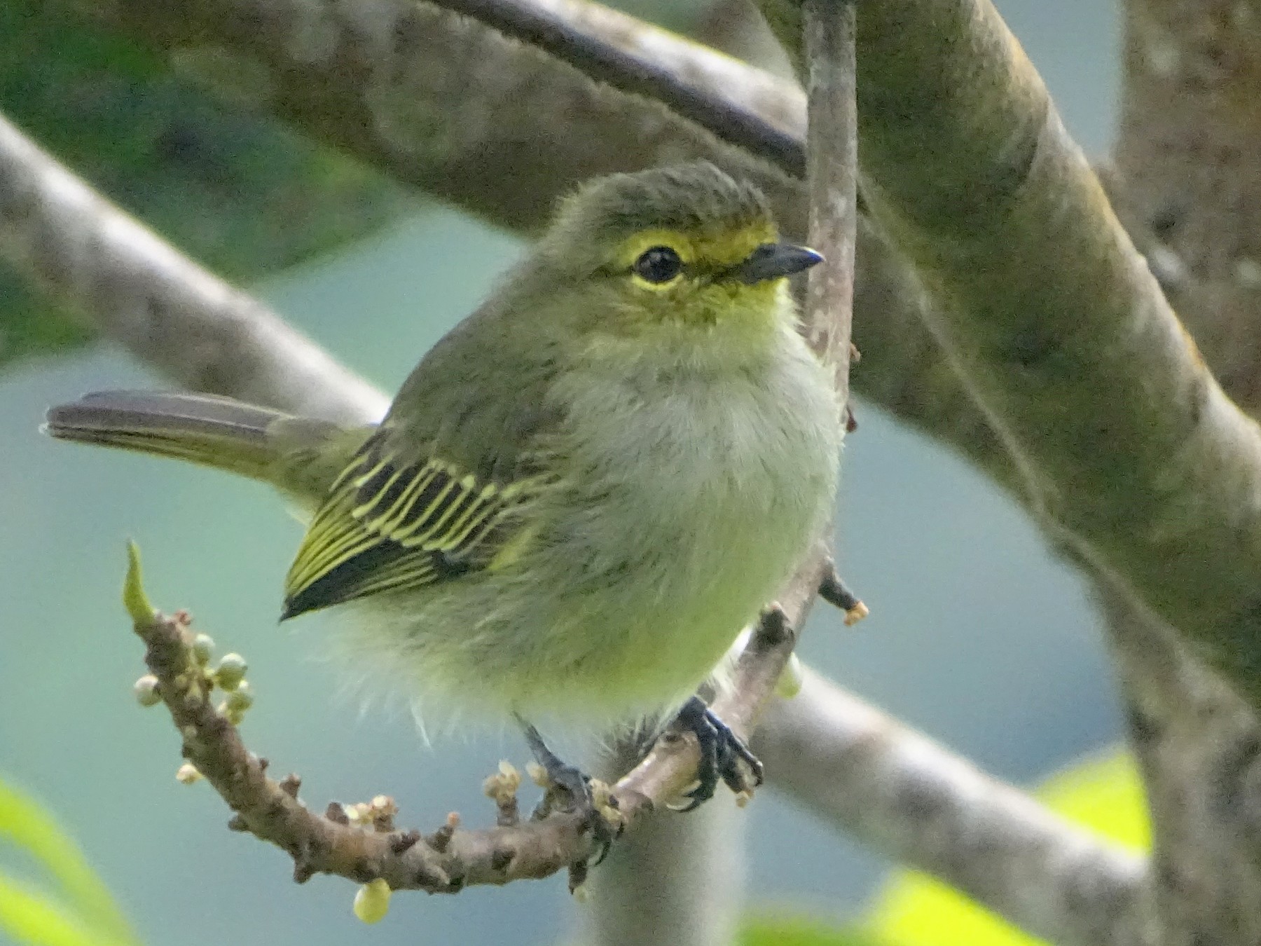 Peruvian Tyrannulet - eBird