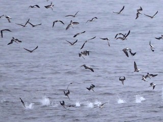 Peruvian Booby - eBird