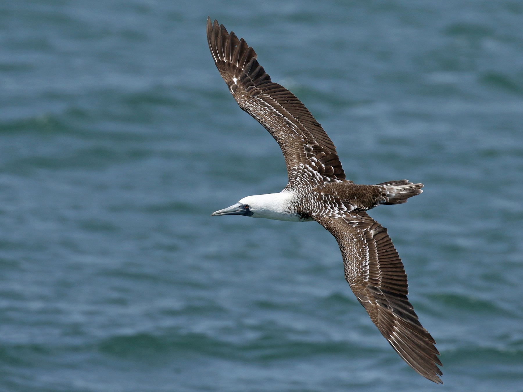Peruvian Booby - eBird
