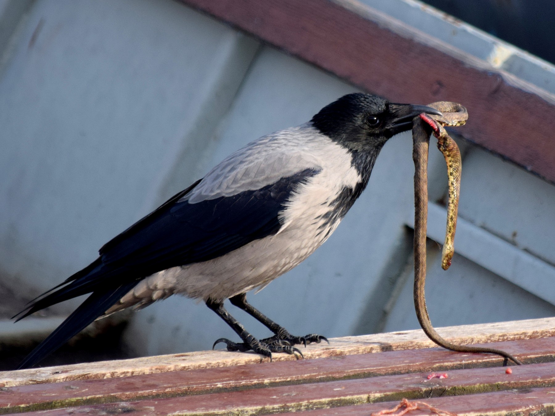 Hooded Crow - eBird