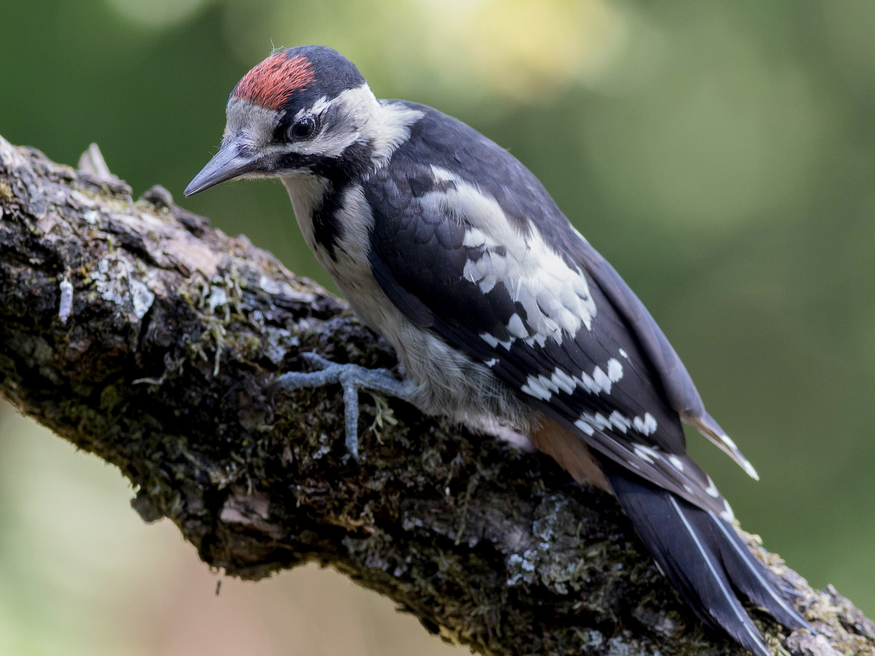 Syrian Woodpecker - eBird