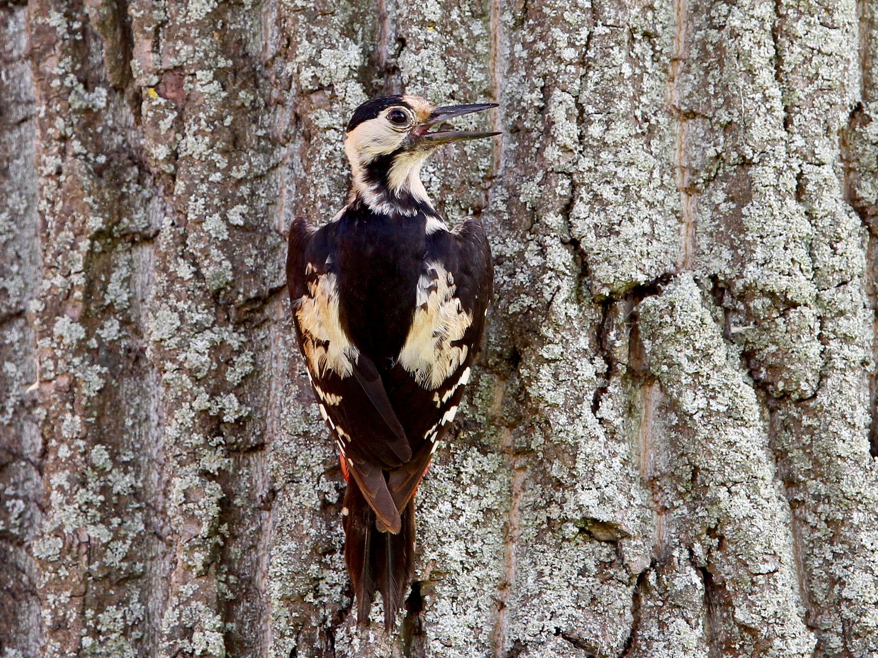 Syrian Woodpecker - eBird