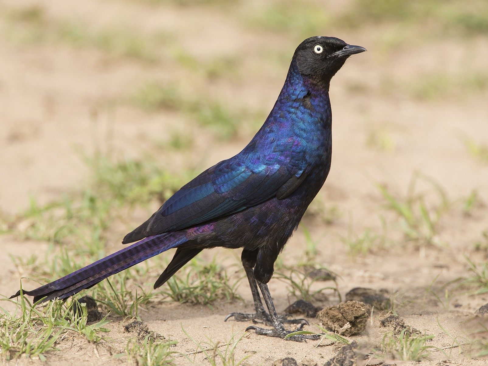 Rüppell's Starling - eBird