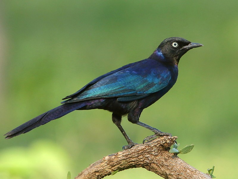Rüppell's Starling - eBird