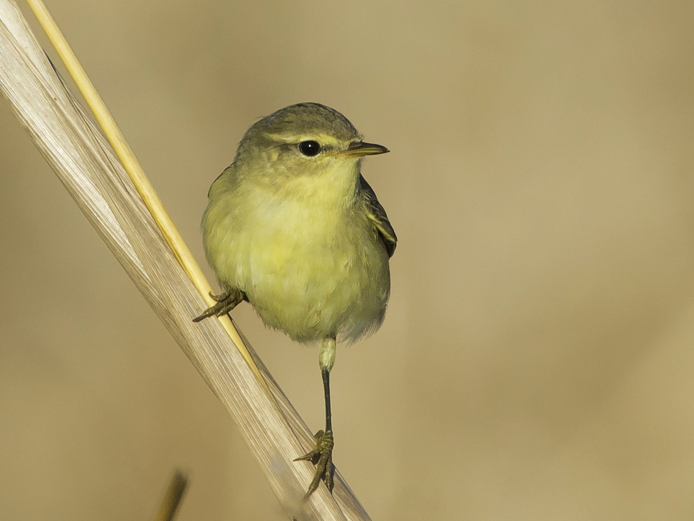 Willow Warbler - eBird