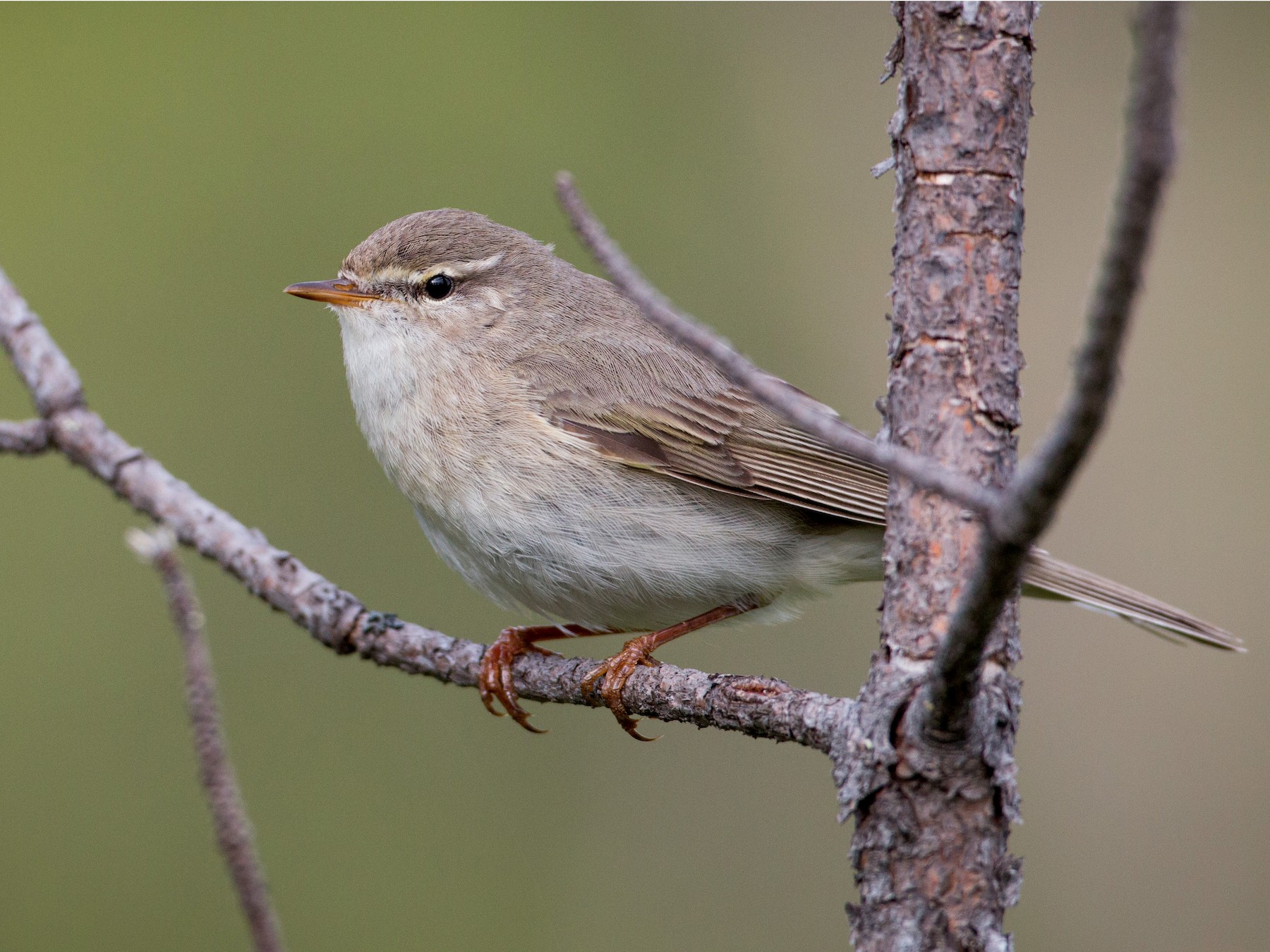 Willow Warbler - eBird