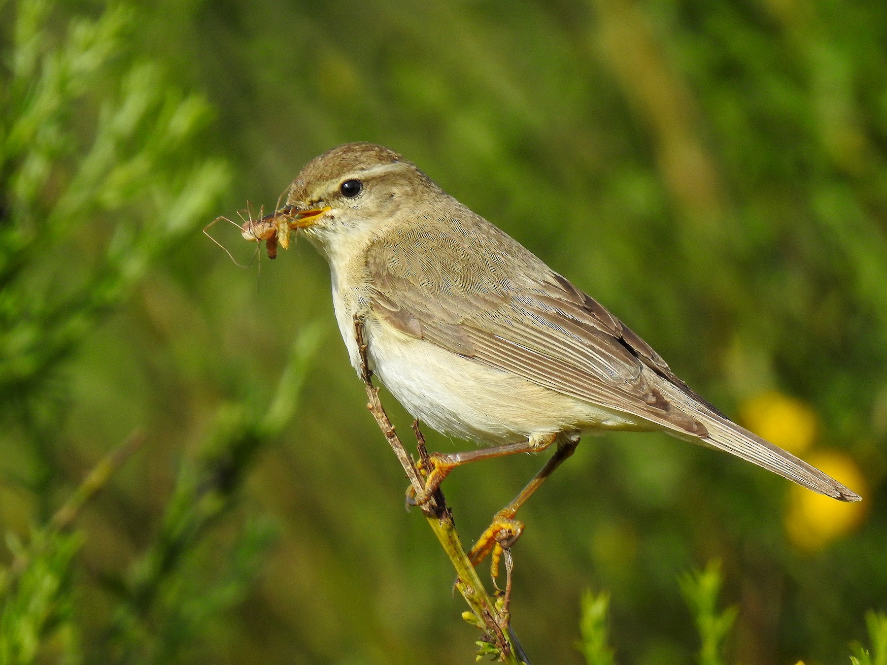 Willow Warbler - eBird