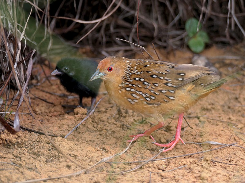 Ocellated Crake - eBird