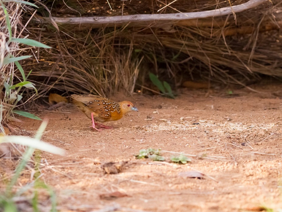 Ocellated Crake - eBird