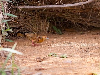 Ocellated Crake - eBird