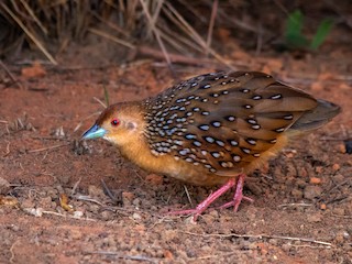 Ocellated Crake - eBird