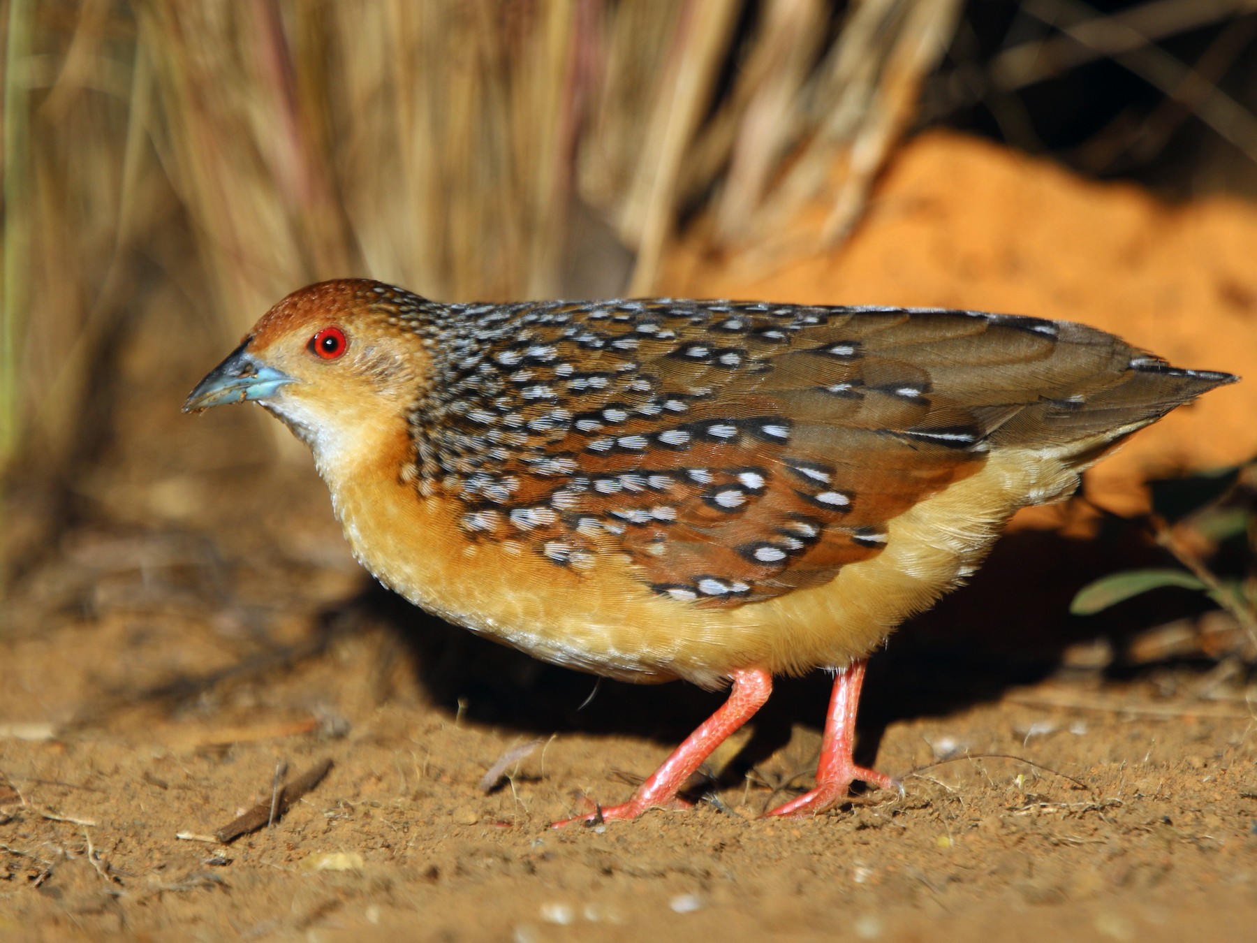Ocellated Crake - eBird