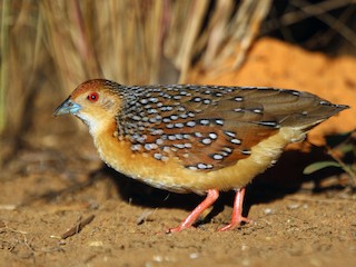 Ocellated Crake - eBird