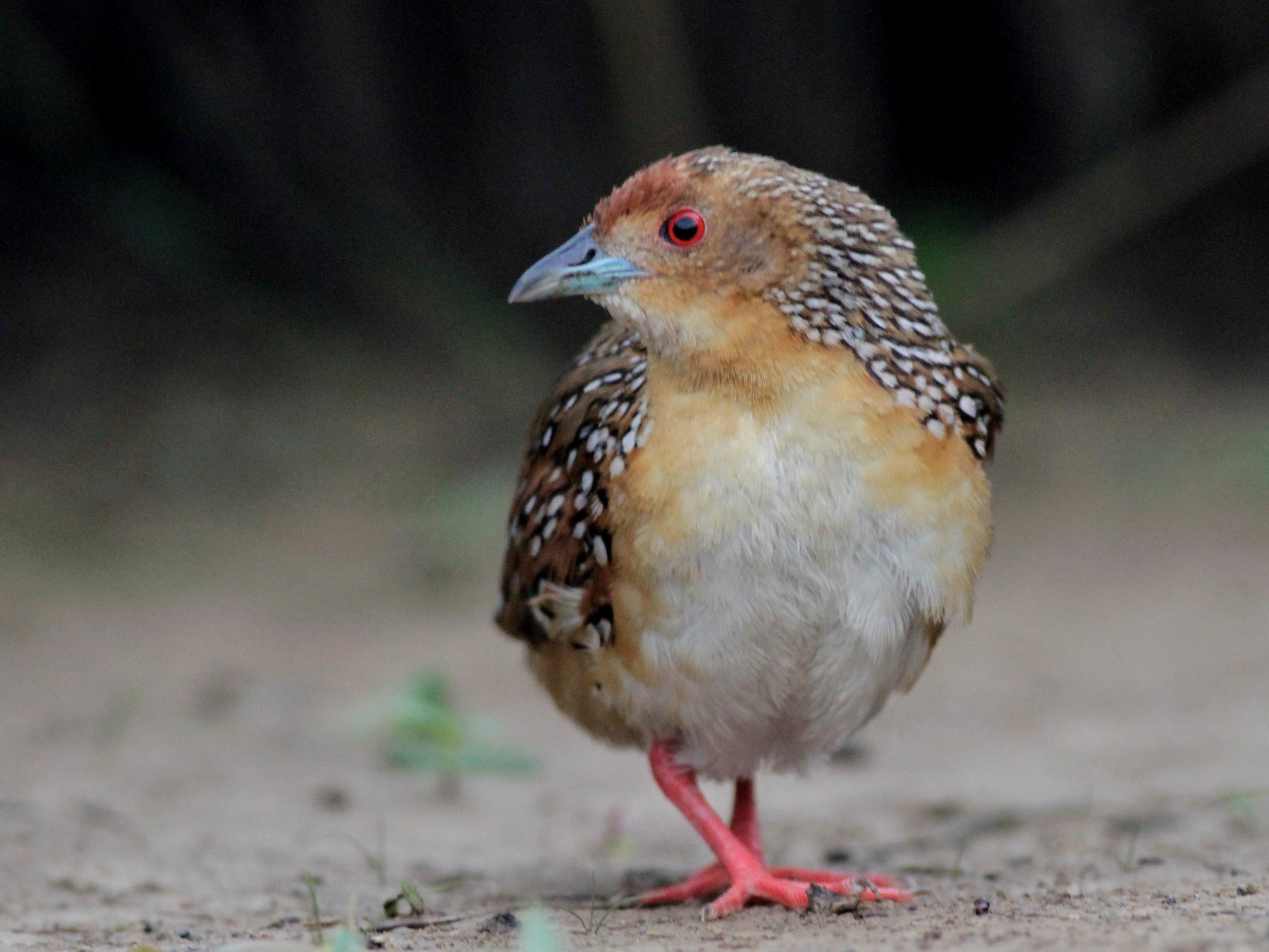 Ocellated Crake - eBird