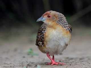 Ocellated Crake - eBird