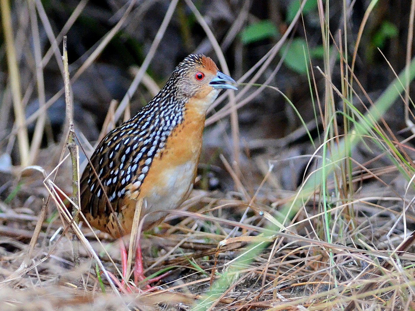 Ocellated Crake - eBird