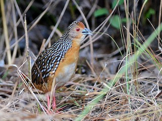 Ocellated Crake - eBird