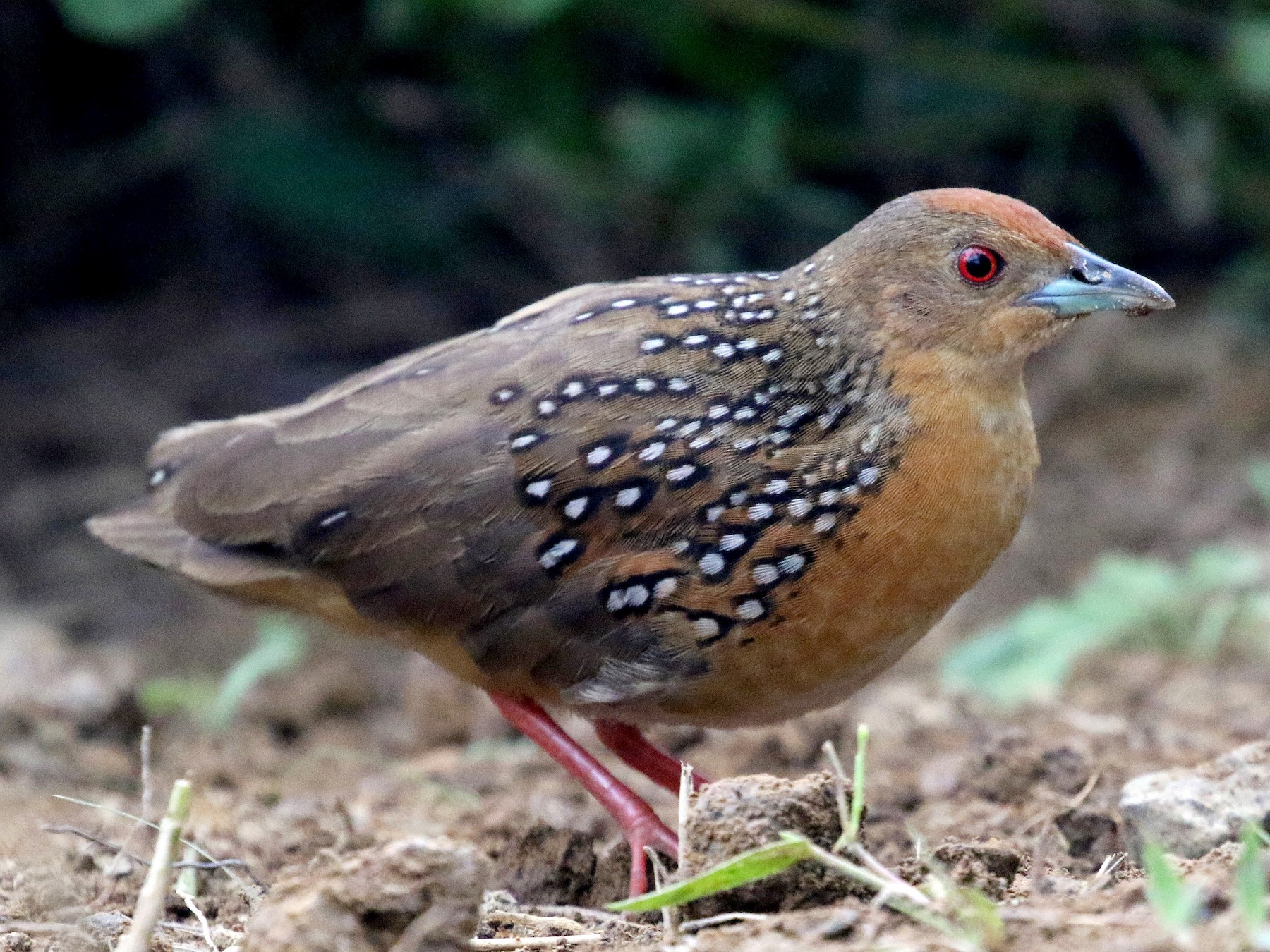 Ocellated Crake - eBird