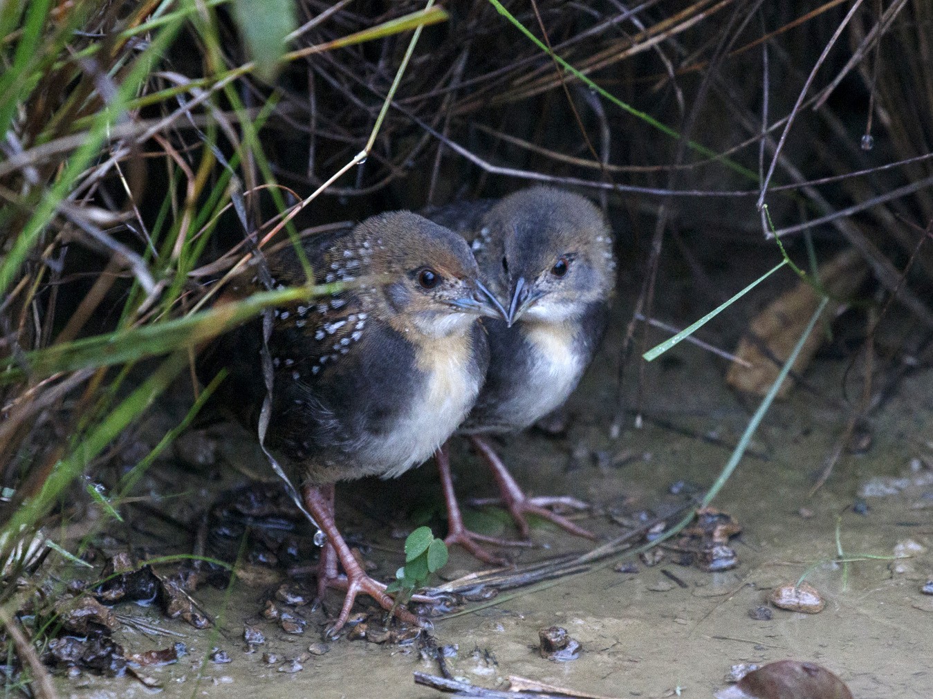 Ocellated Crake - eBird
