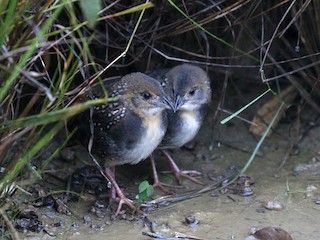 Ocellated Crake - eBird