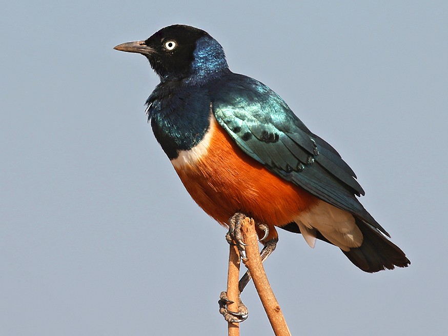 Superb Starling - eBird