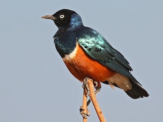 Super Starling Superb Starling