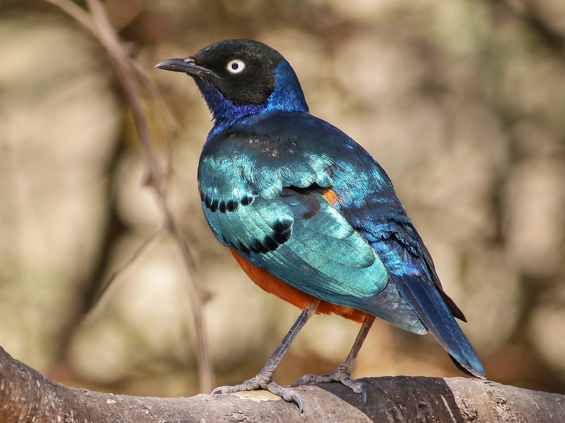 Superb Starling - eBird