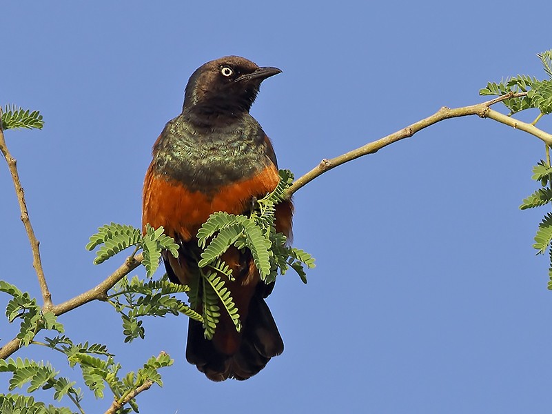 Chestnut-bellied Starling - eBird