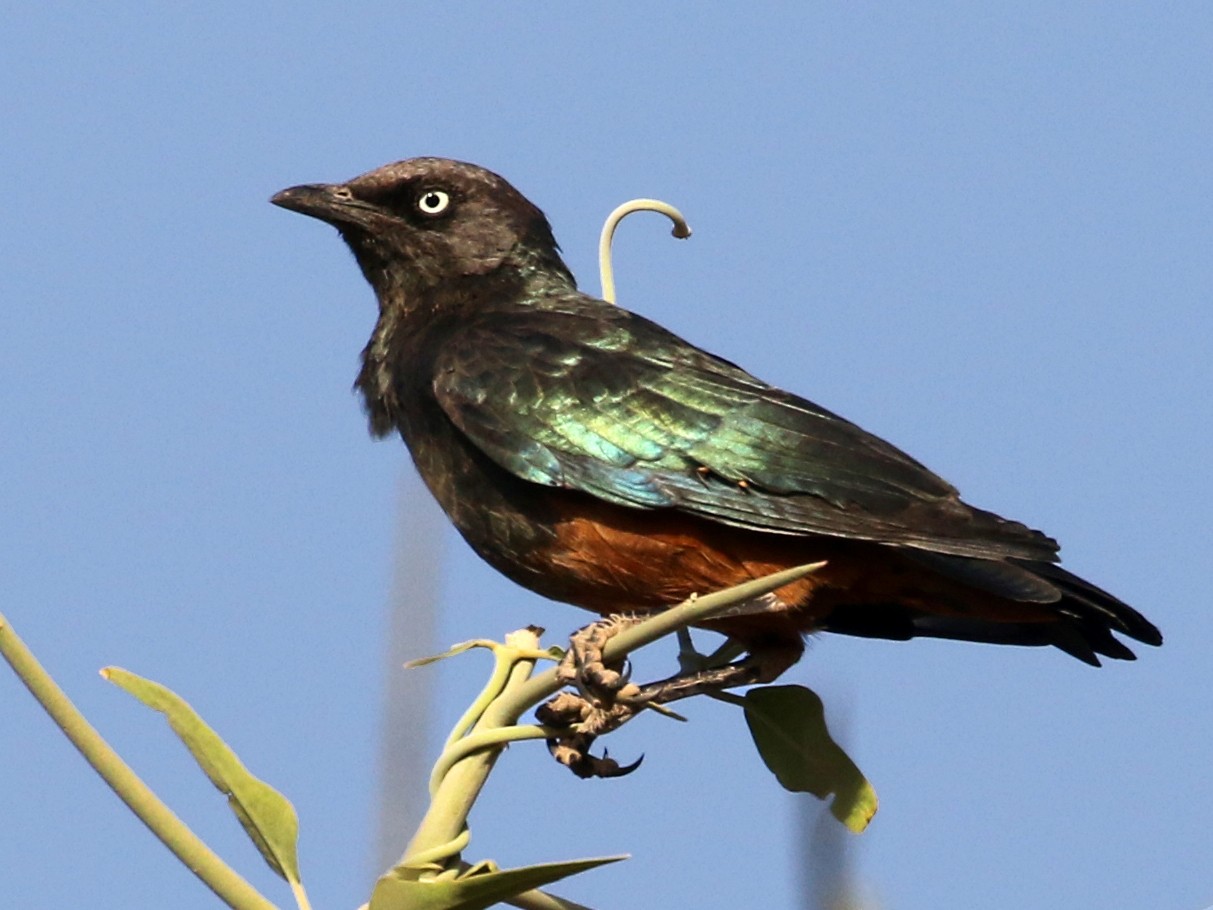 Chestnut-bellied Starling - eBird