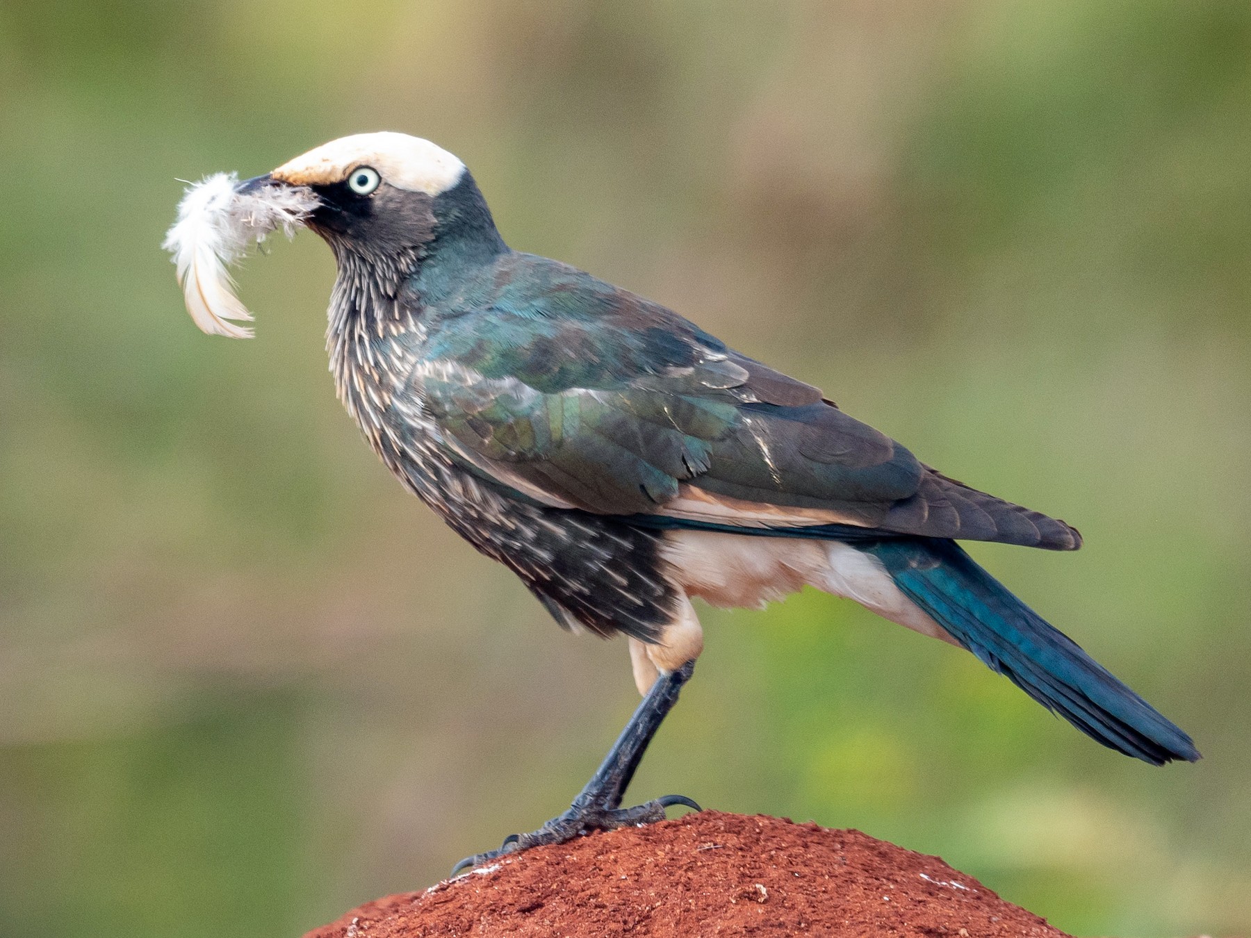 White-crowned Starling - eBird