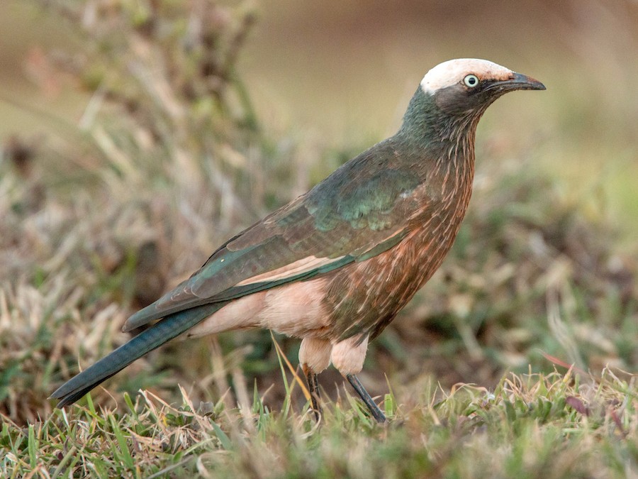 White-crowned Starling - eBird