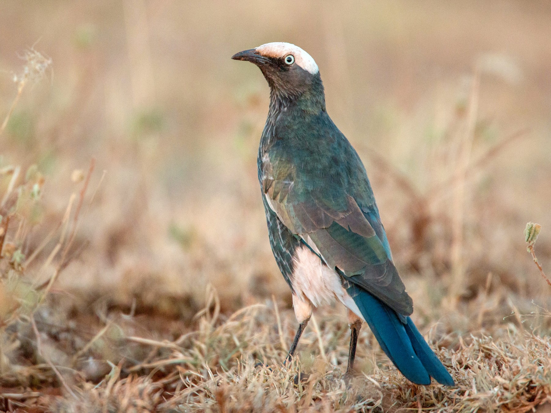 White-crowned Starling - eBird