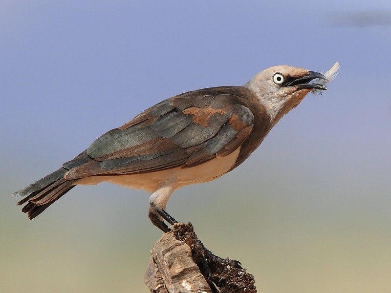 Fischer's Starling - eBird Pacific Northwest
