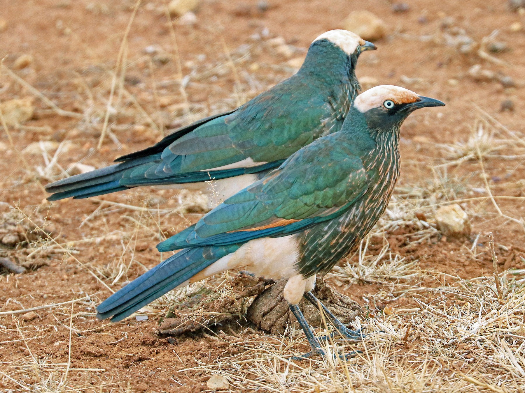 White-crowned Starling - eBird
