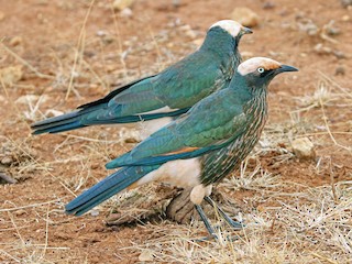 White-crowned Starling - eBird
