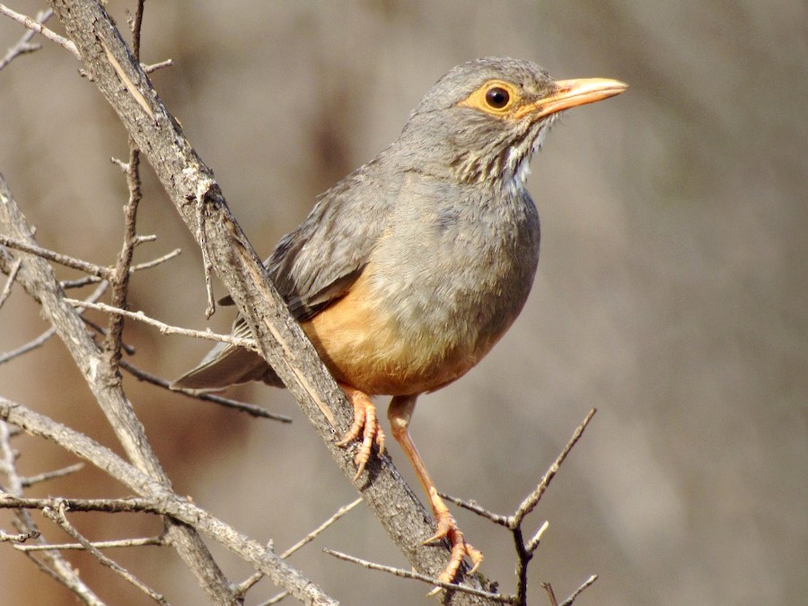 African Bare-eyed Thrush - eBird