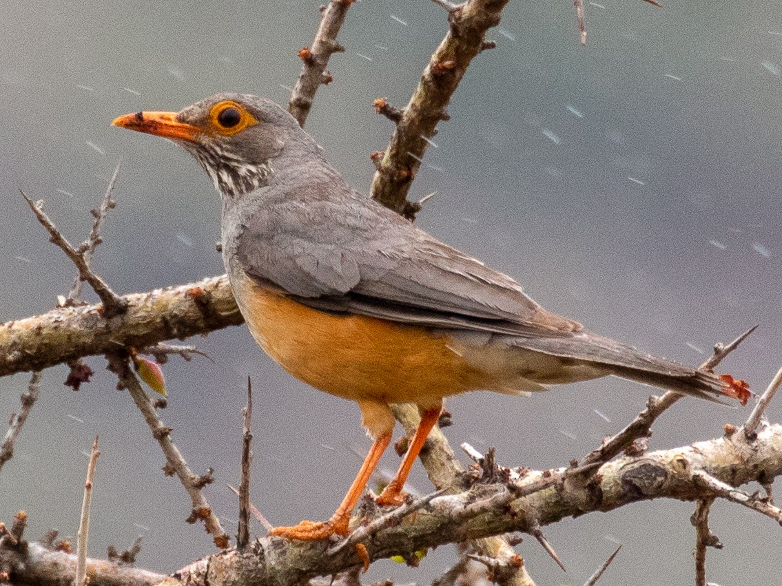 African Bare-eyed Thrush - eBird