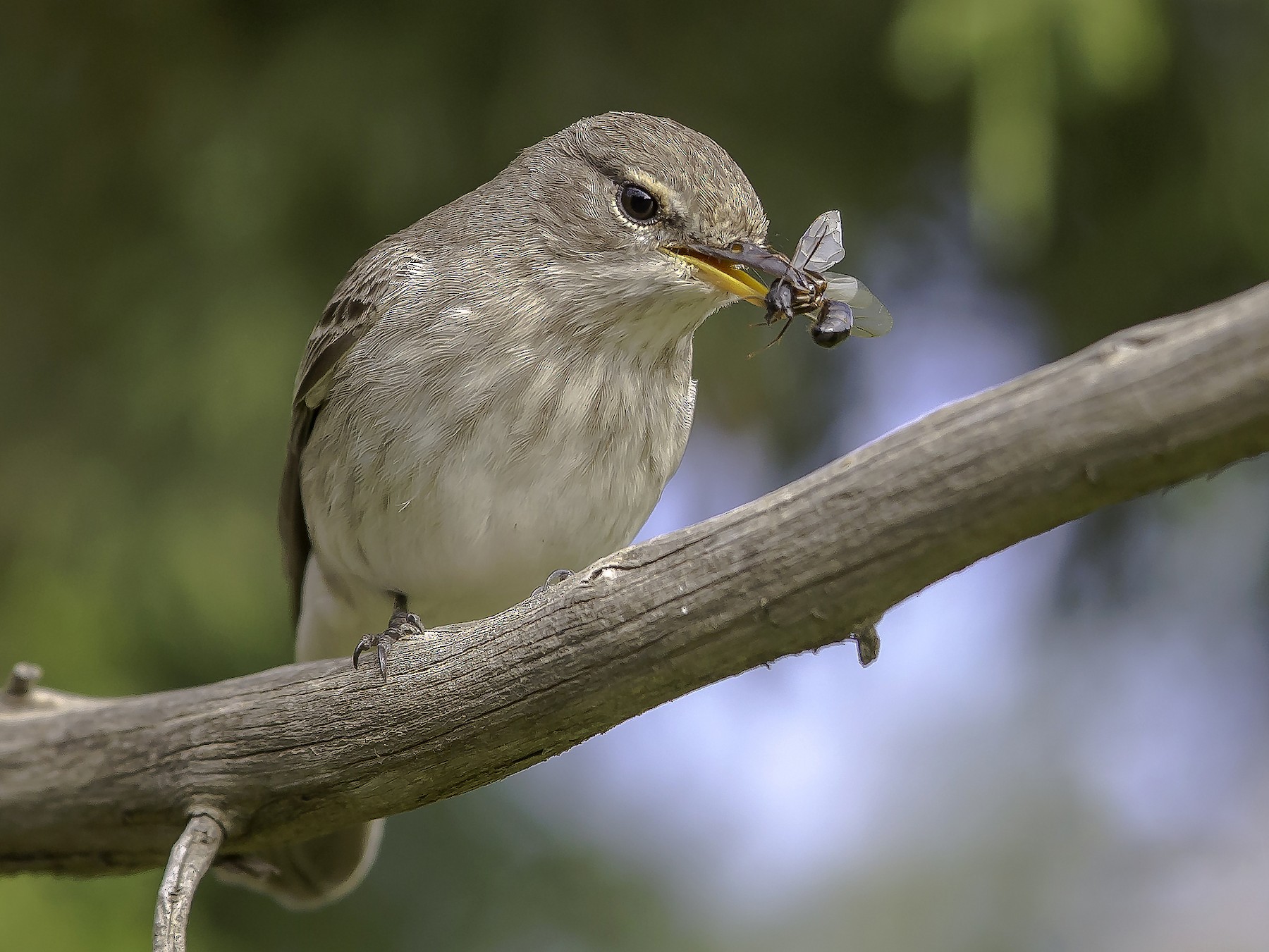 Gambaga Flycatcher - eBird
