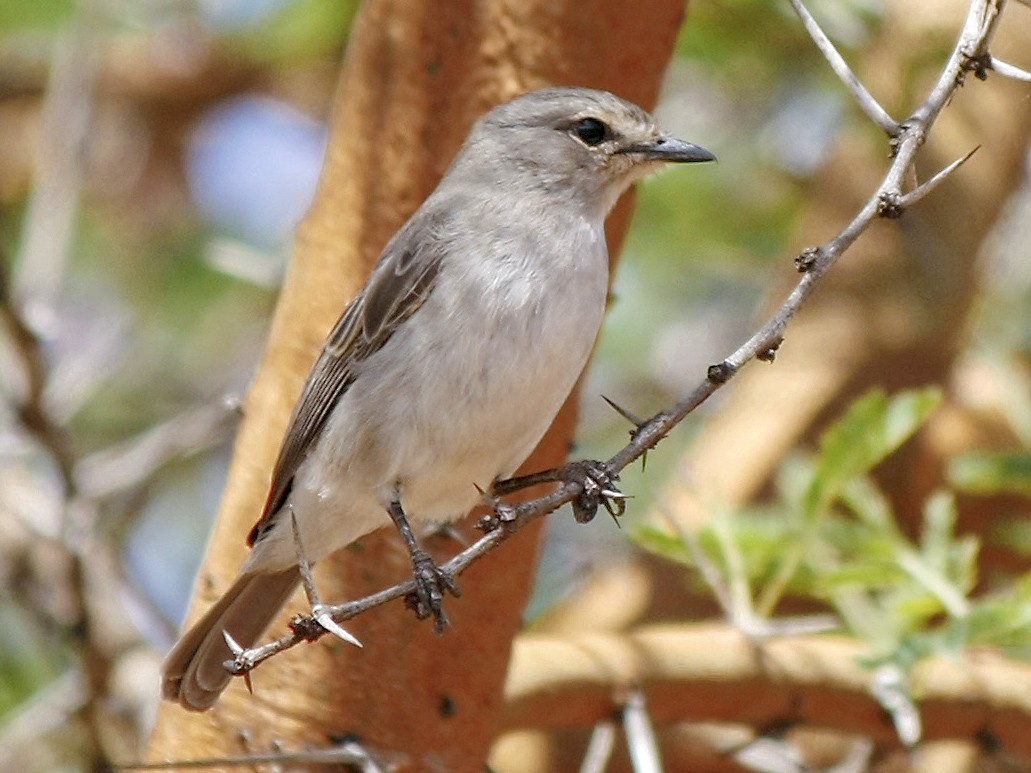 African Grey Flycatcher - eBird