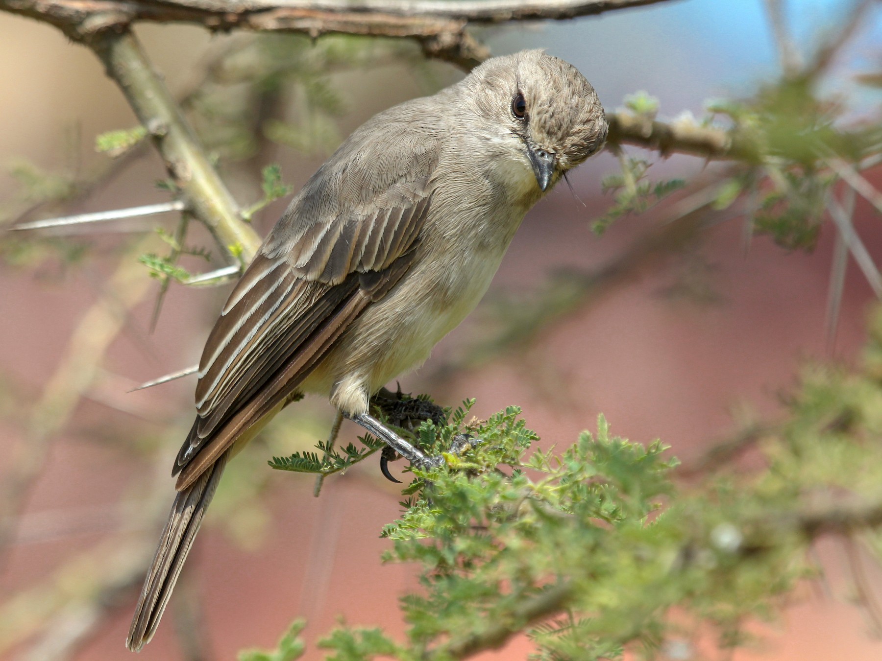 African Grey Flycatcher - eBird
